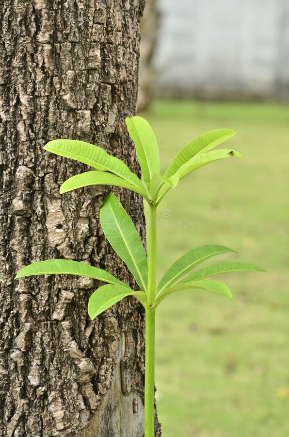 Young sprout of tree stock image. Image of ecology, gardening - 28105043