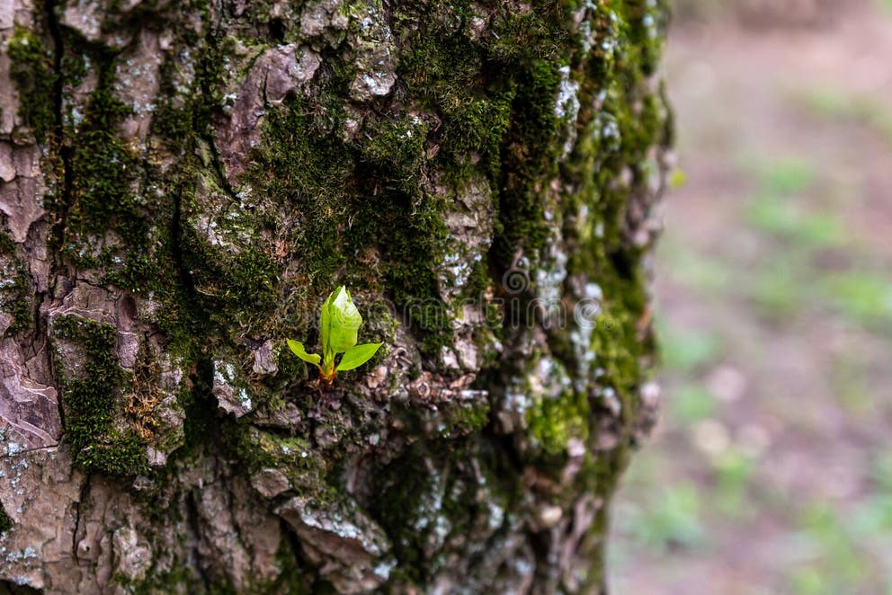 Young Sprout of a Tree, New Life Makes Its Way on the Trunk of a Tree ...