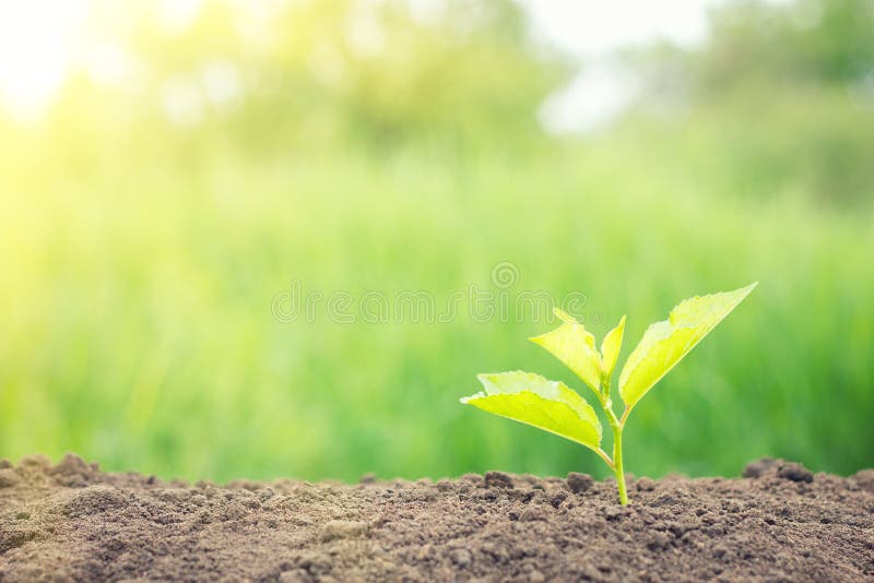 Young sprout of a tree stock photo. Image of baby, ground - 144518958