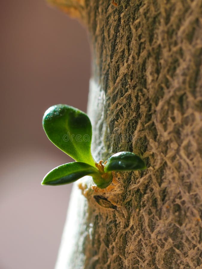 Young Sprout on the Trunk of a Tree. Close Up. Stock Image - Image of ...