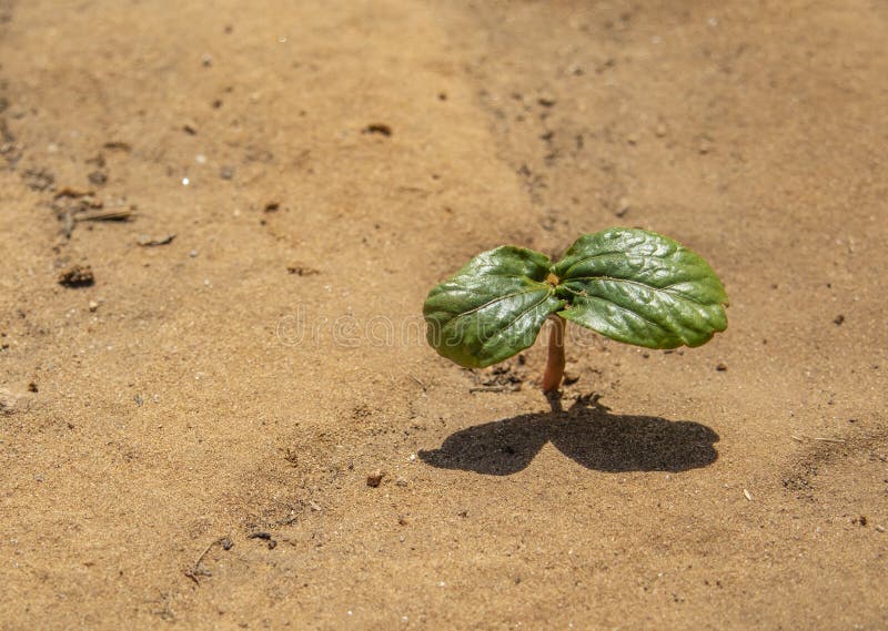 A Young Sprout stock photo. Image of ecology, little - 121809414