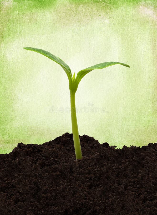 Young Sprout Vertical on Green Background with Copy Space Stock Image ...