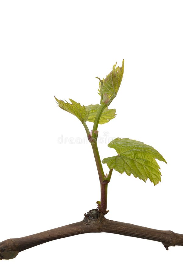 Sprout vine stock image. Image of macro, cracked, broken - 14380467