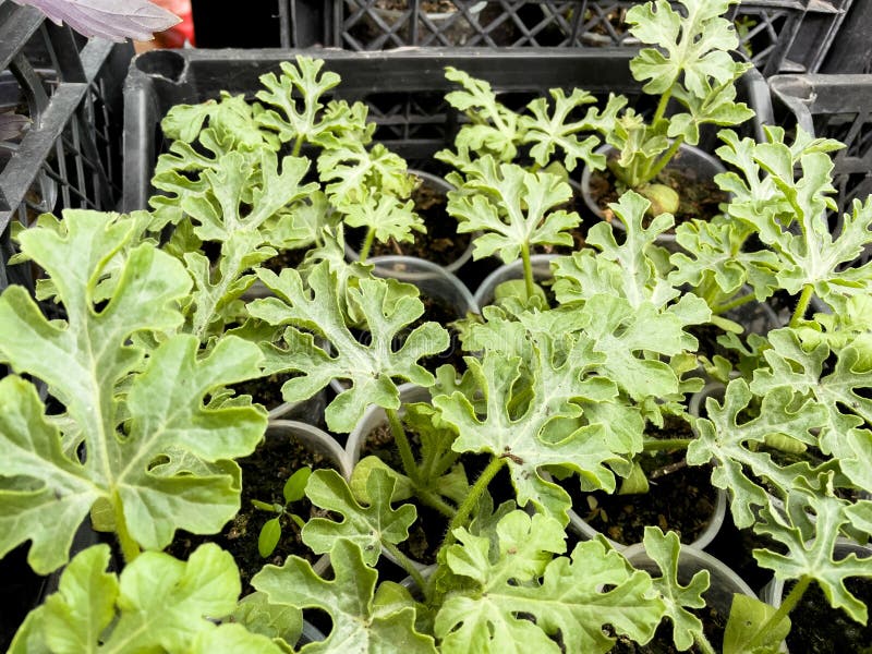 Young Sprout Watermelon Sprouts in Black Plastic Cups. Stock Image ...