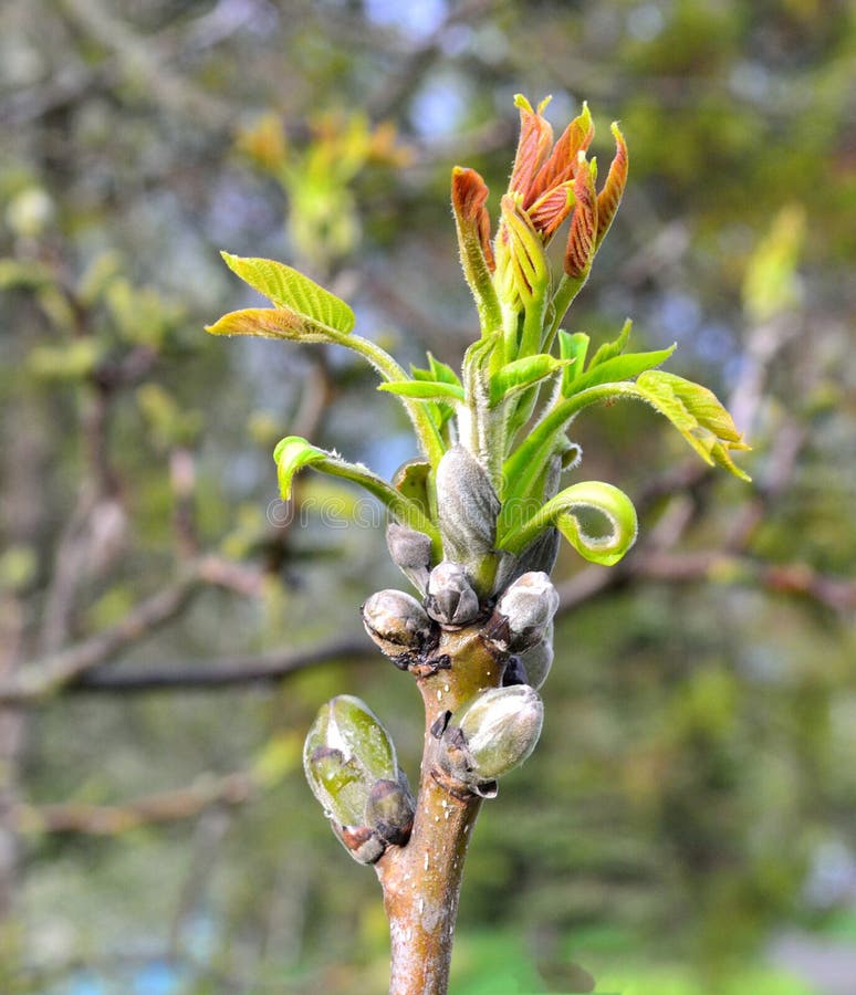 Young sprout of wood stock photo. Image of shrubs, branches - 54253154