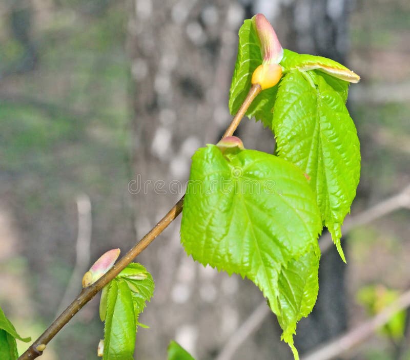 Young Sprout of Wood in May Stock Photo - Image of nature, beauty ...