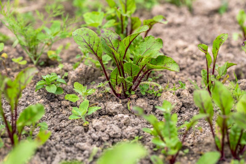 Young, Sprouted Beet Growing in Open Ground Flat Bed into the Garden ...