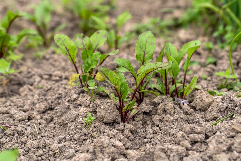 Young Sprouted Beet Grows in the Open Ground in a Flat Bed Stock Photo ...