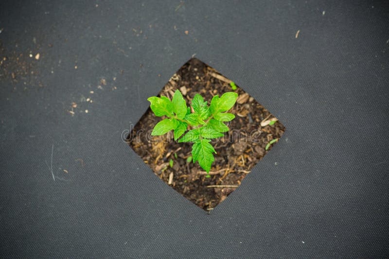 Young Sprouted Tomato Plant with Several Leaves Growing Out of the ...