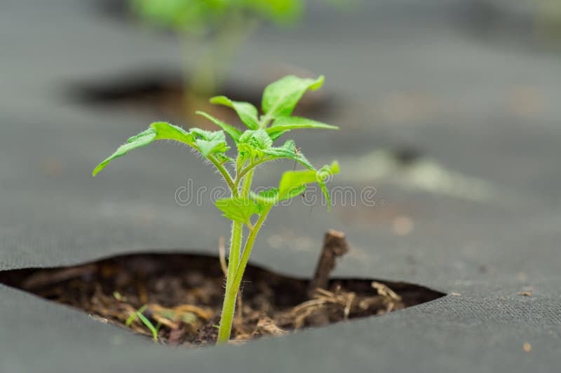 Young Sprouted Tomato Plant with Several Leaves Growing Out of the ...