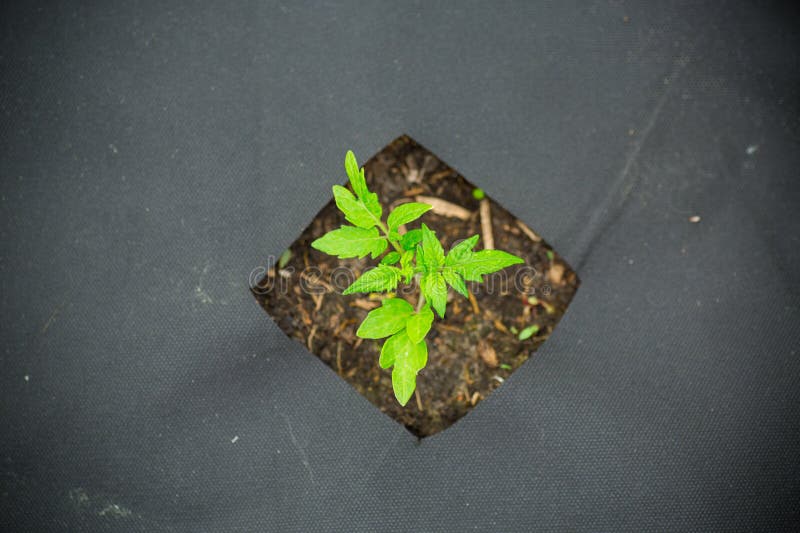 Young Sprouted Tomato Plant with Several Leaves Growing Out of the ...