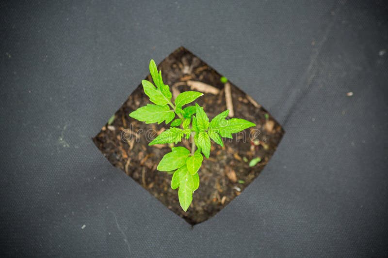 Young Sprouted Tomato Plant with Several Leaves Growing Out of the ...