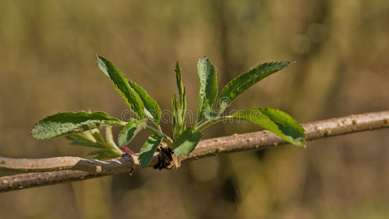 Young Sprouting Leaves Elder Tree Stock Photos - Free & Royalty-Free ...