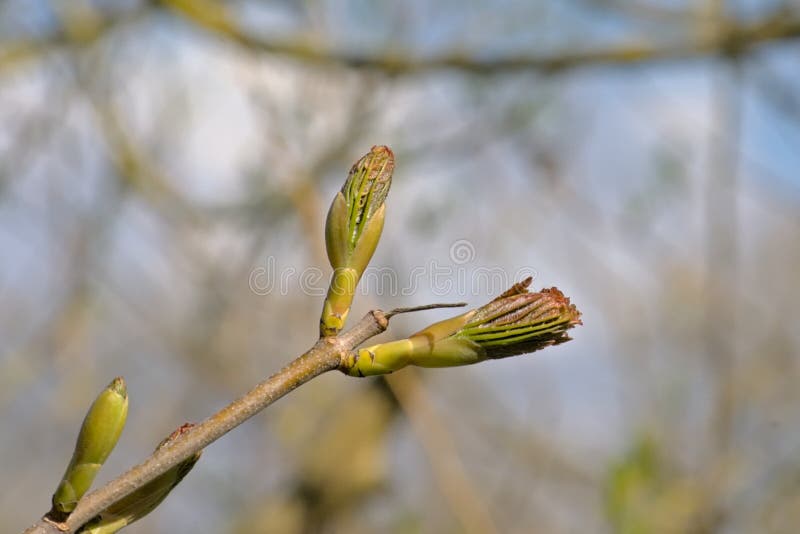 Young Sprouting Male Leafs in Spring - Acer Stock Image - Image of ...