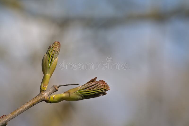 Young Sprouting Male Leafs in Spring - Acer Stock Image - Image of ...