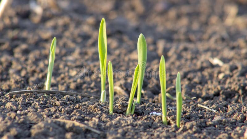 Young Sprouting Shoots Barley Growing Soil Field Agriculture Stock ...