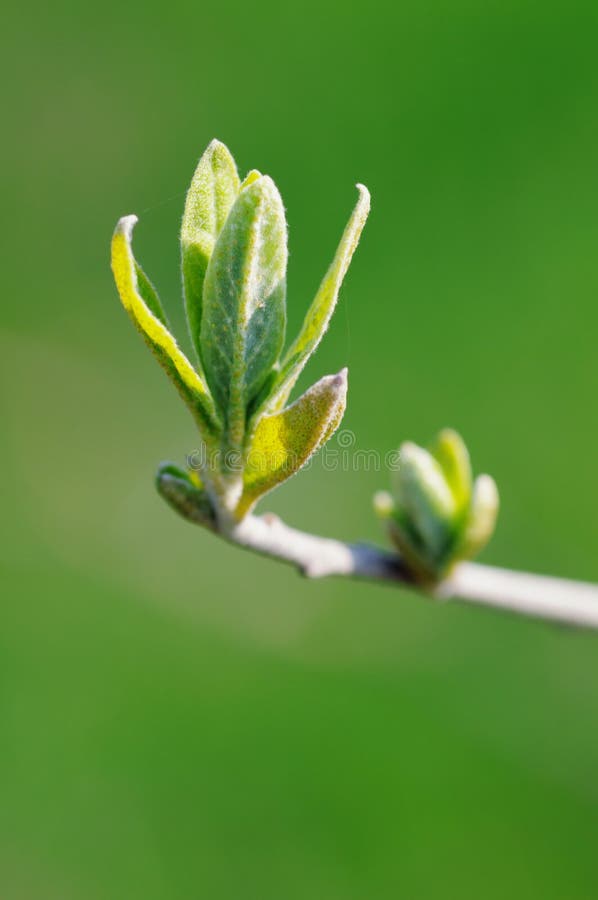 Young sprouts. stock image. Image of small, leaf, green - 14667789