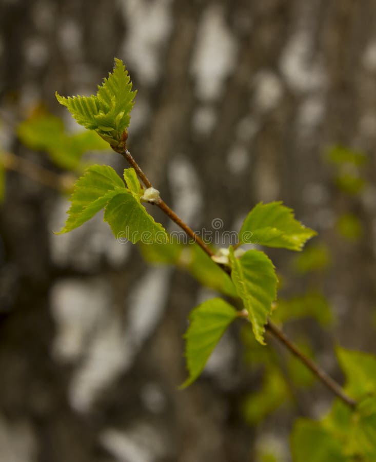 Young birch foliage stock photo. Image of bright, nature - 112684780
