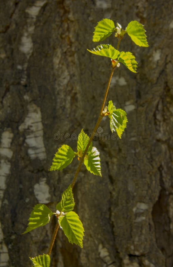 Young birch foliage stock photo. Image of bright, nature - 112684780