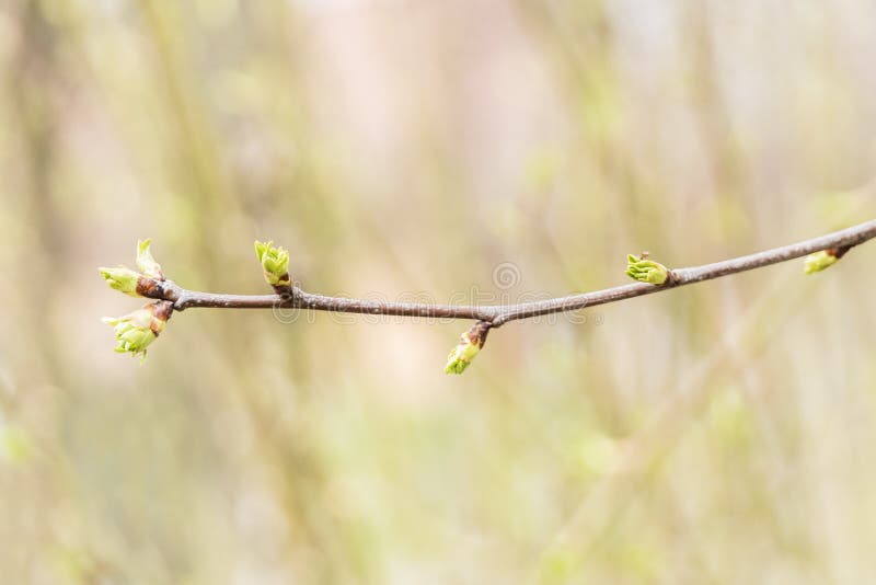 With young sprouts branch stock image. Image of flora - 144742651