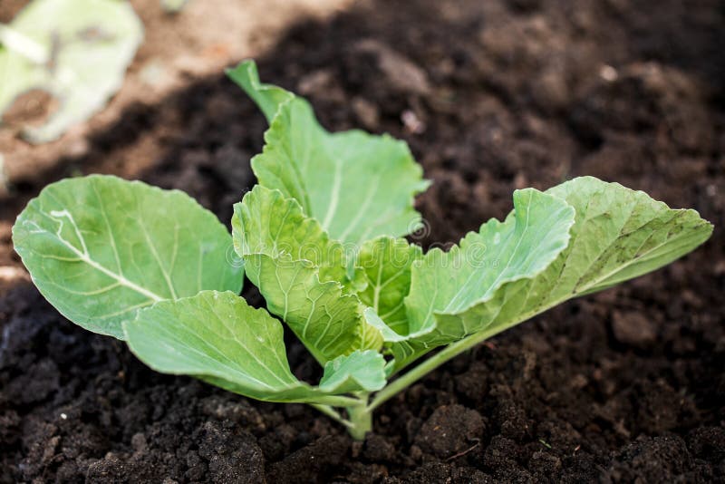 Young Sprouts of Cabbage. Gardening Stock Image - Image of cabbage ...
