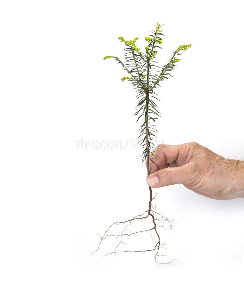 Young Sprouts of Coniferous Trees with a Roots Stock Image - Image of ...