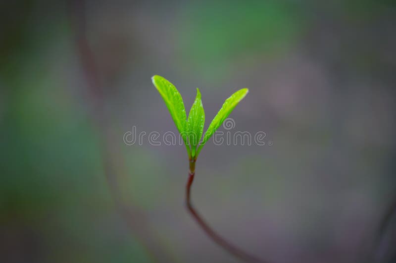 Young Sprouts of Forest Plants. Spring State of Nature Stock Photo ...