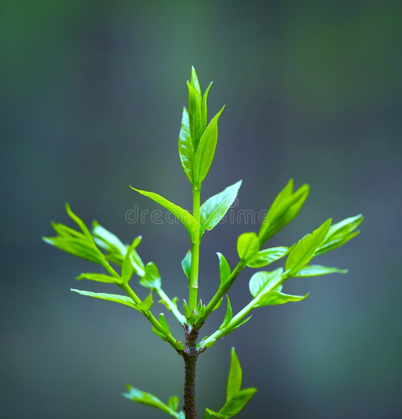 Young Sprouts of Forest Plants. Spring State of Nature Stock Photo ...
