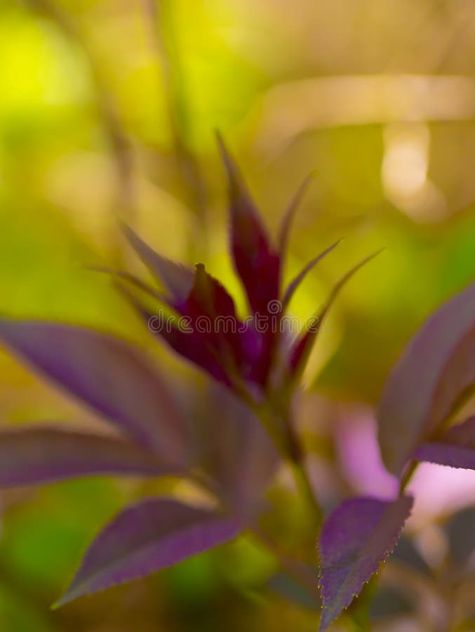 Young Sprouts of Forest Plants. Spring State of Nature Stock Photo ...