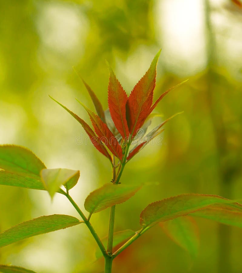 Young Sprouts of Forest Plants. Spring State of Nature Stock Photo ...