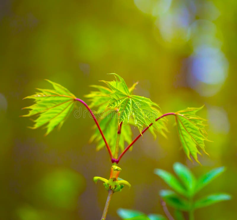 Young Sprouts of Forest Plants. Spring State of Nature Stock Photo ...