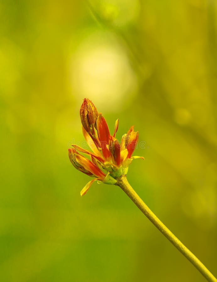 Young Sprouts of Forest Plants. Spring State of Nature Stock Photo ...