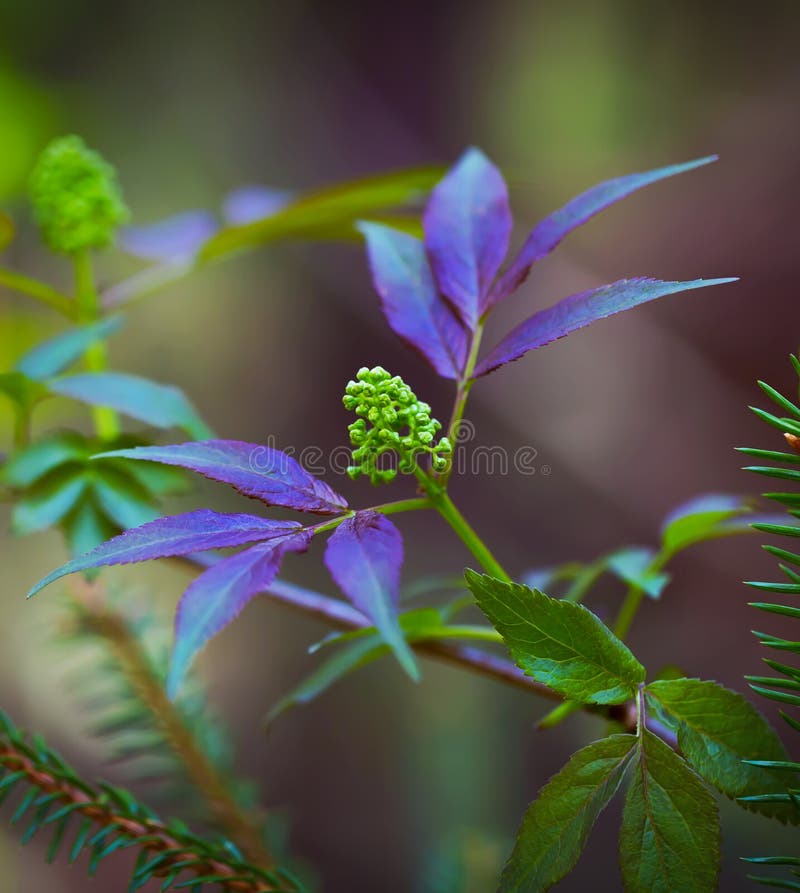 Young Sprouts of Forest Plants. Stock Image - Image of april, life ...