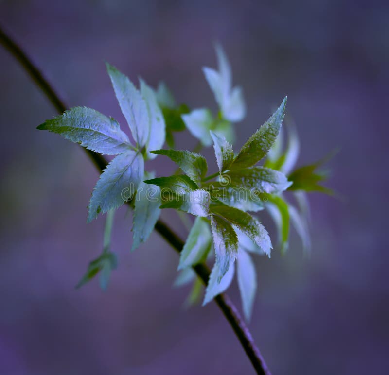 Young Sprouts of Forest Plants. Spring State of Nature Stock Photo ...