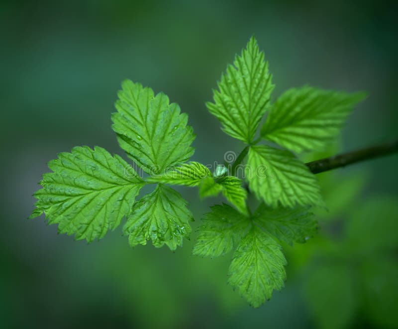 Young Sprouts of Forest Plants. Spring State of Nature Stock Photo ...