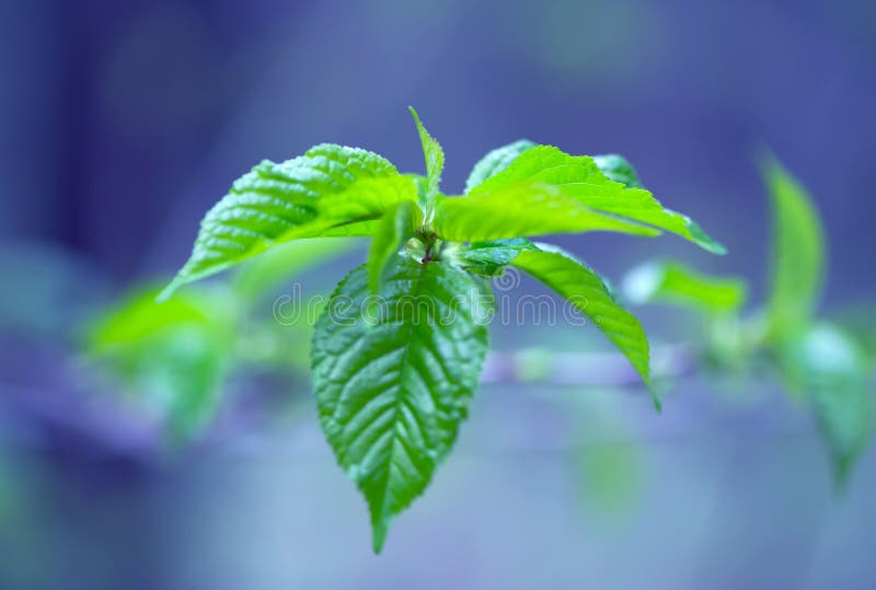 Young Sprouts of Forest Plants. Spring State of Nature Stock Photo ...