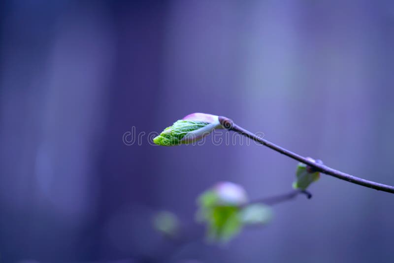 Young Sprouts of Forest Plants. Spring State of Nature Stock Image ...