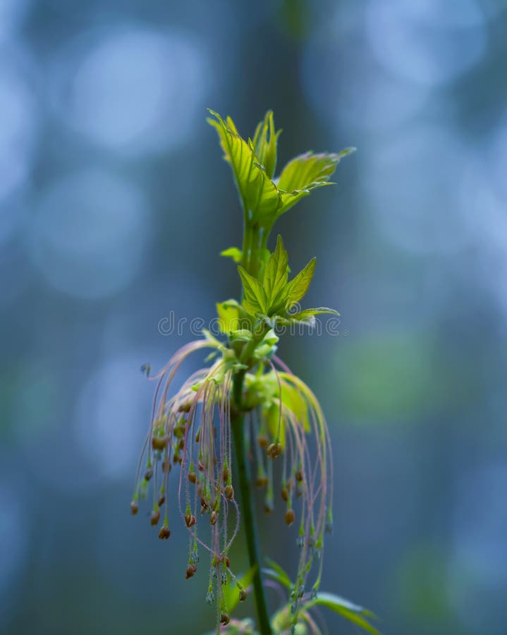 Young Sprouts of Forest Plants. Spring State of Nature Stock Photo ...