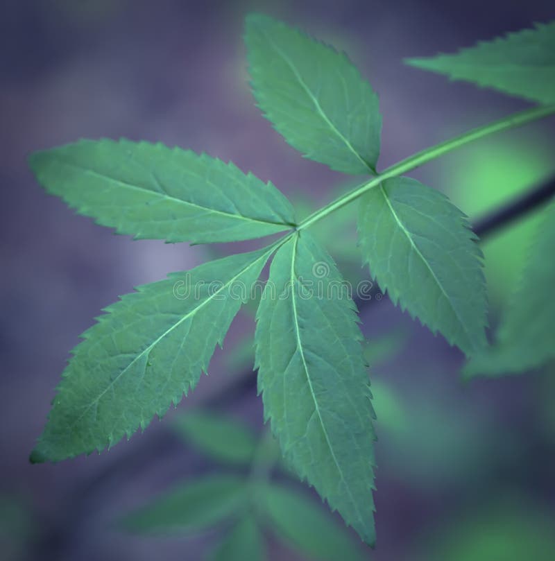 Young Sprouts of Forest Plants. Spring State of Nature Stock Image ...