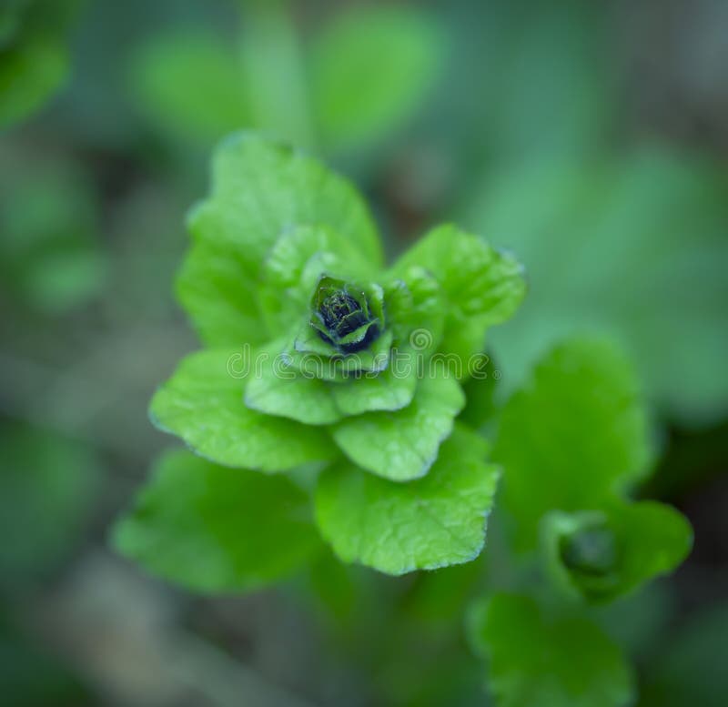 Young Sprouts of Forest Plants. Spring State of Nature Stock Image ...