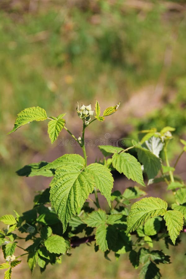 Young Sprouts and Fresh Green Raspberry Leaves in Spring Garden in ...