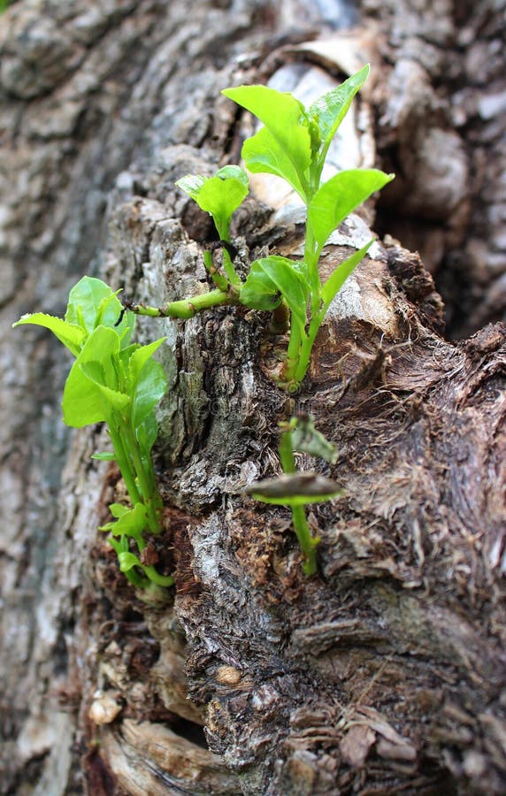 Young Sprouts Germinate on the Trunk of an Old Tree Stock Photo - Image ...