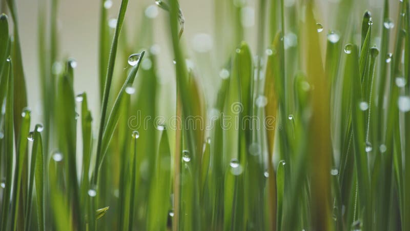 Young Sprouts of Grass with Dew. Close-up View. Stock Photo - Image of ...