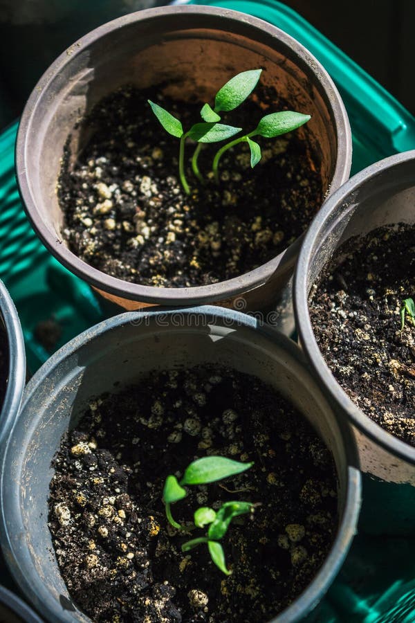 Young sprouts stock photo. Image of sprout, ecology - 274131854