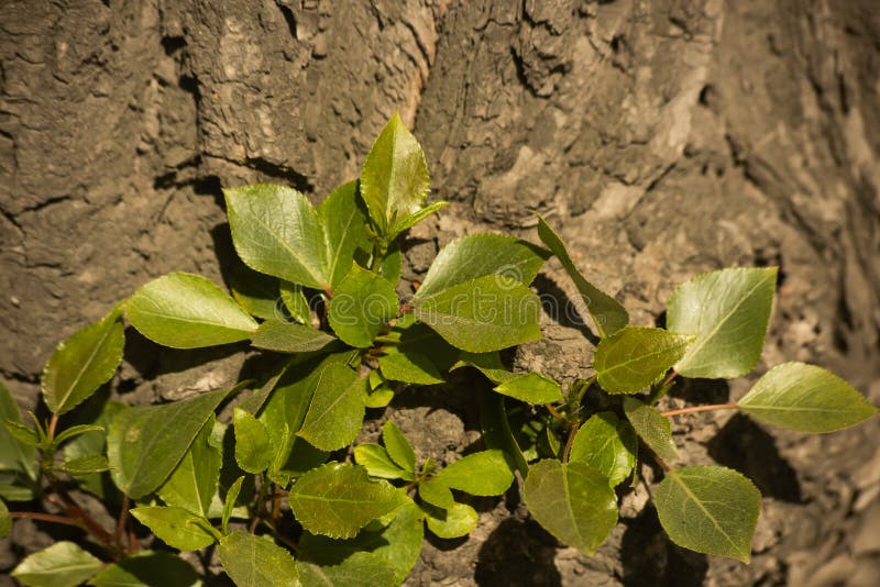 Young Sprouts with Leaves on Old Tree Bark Stock Photo - Image of light ...