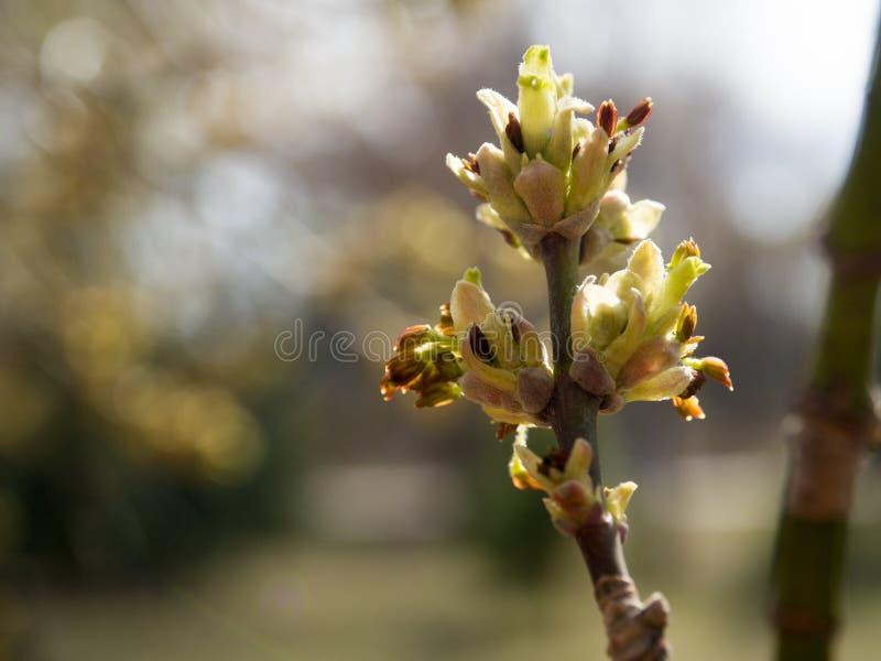 Young Sprouts of Leaves on the Tree Stock Photo - Image of spring ...