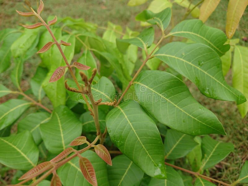Young Sprouts of Longan Tree Bud Growing in the Garden Stock Image ...