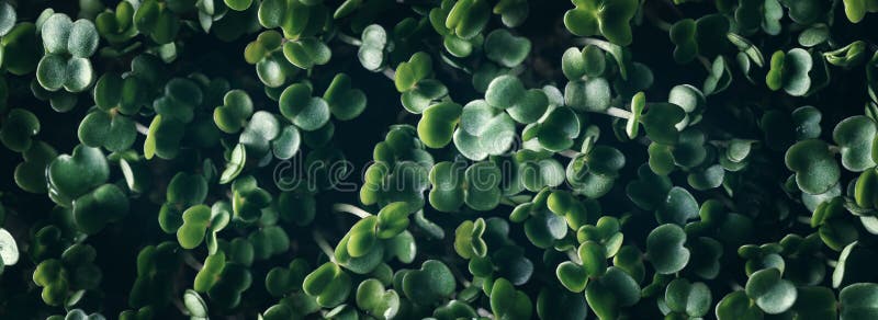 Young Sprouts of Milk Thistle. Growing Milk Thistle Sprouts for Healthy ...