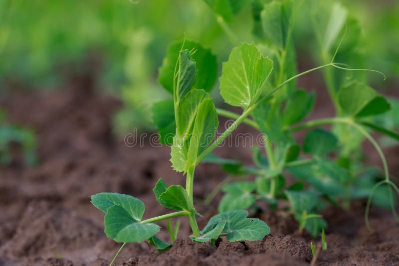 Young sprouts of peas stock photo. Image of life, gardening - 197023854