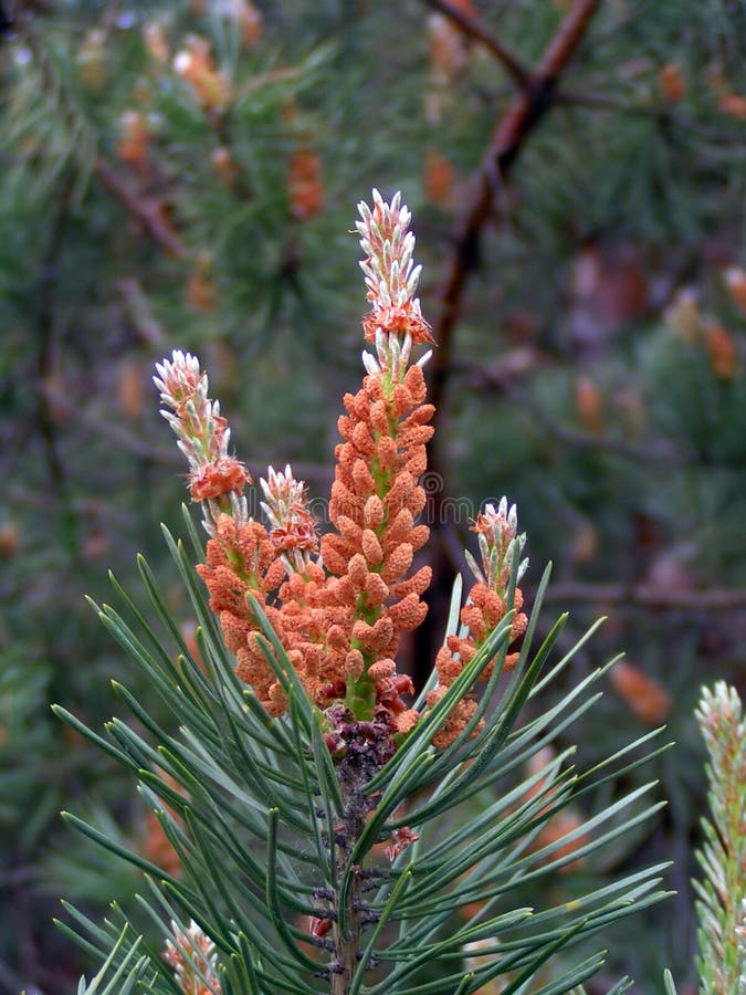 Young sprouts of pine. stock image. Image of sprout, needles - 13109259